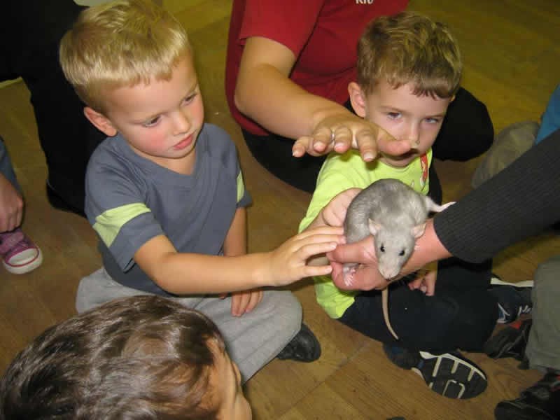 Meet The Zoolab Animals