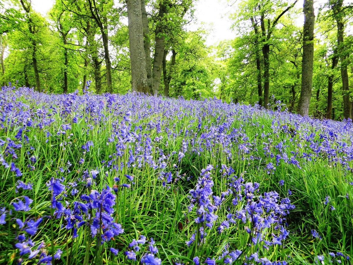 Bloomin Beautiful Bluebells guided walk near Murthly