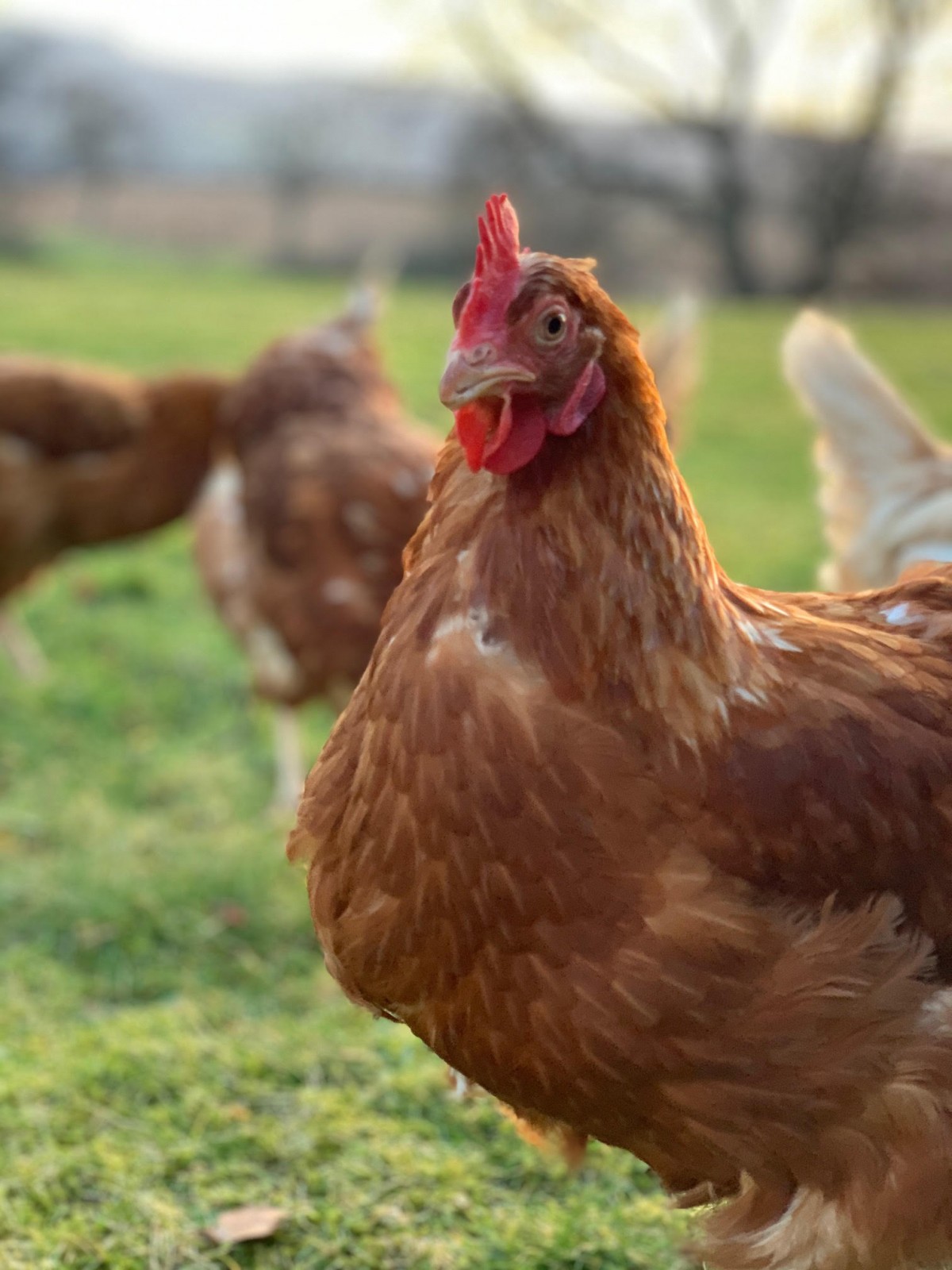 Gill Murray rehomes hens from Wing and a Prayer rescue charity